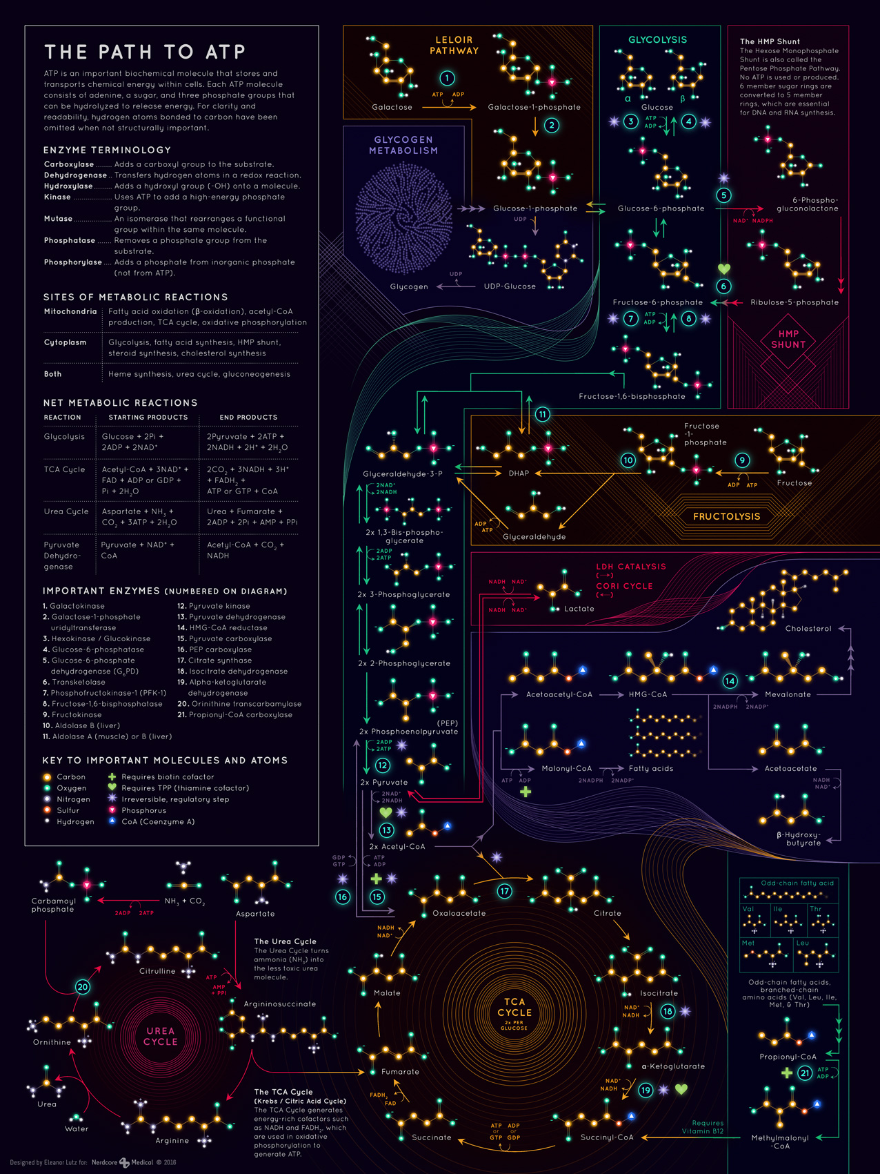 The Path to ATP | i-Biology