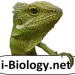 IB Bio | i-Biology