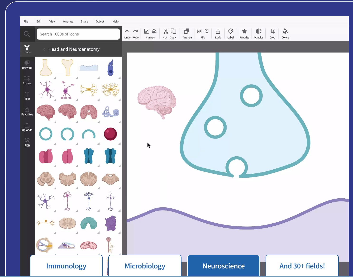 BioRender: Fabulous Science Image Editor | i-Biology